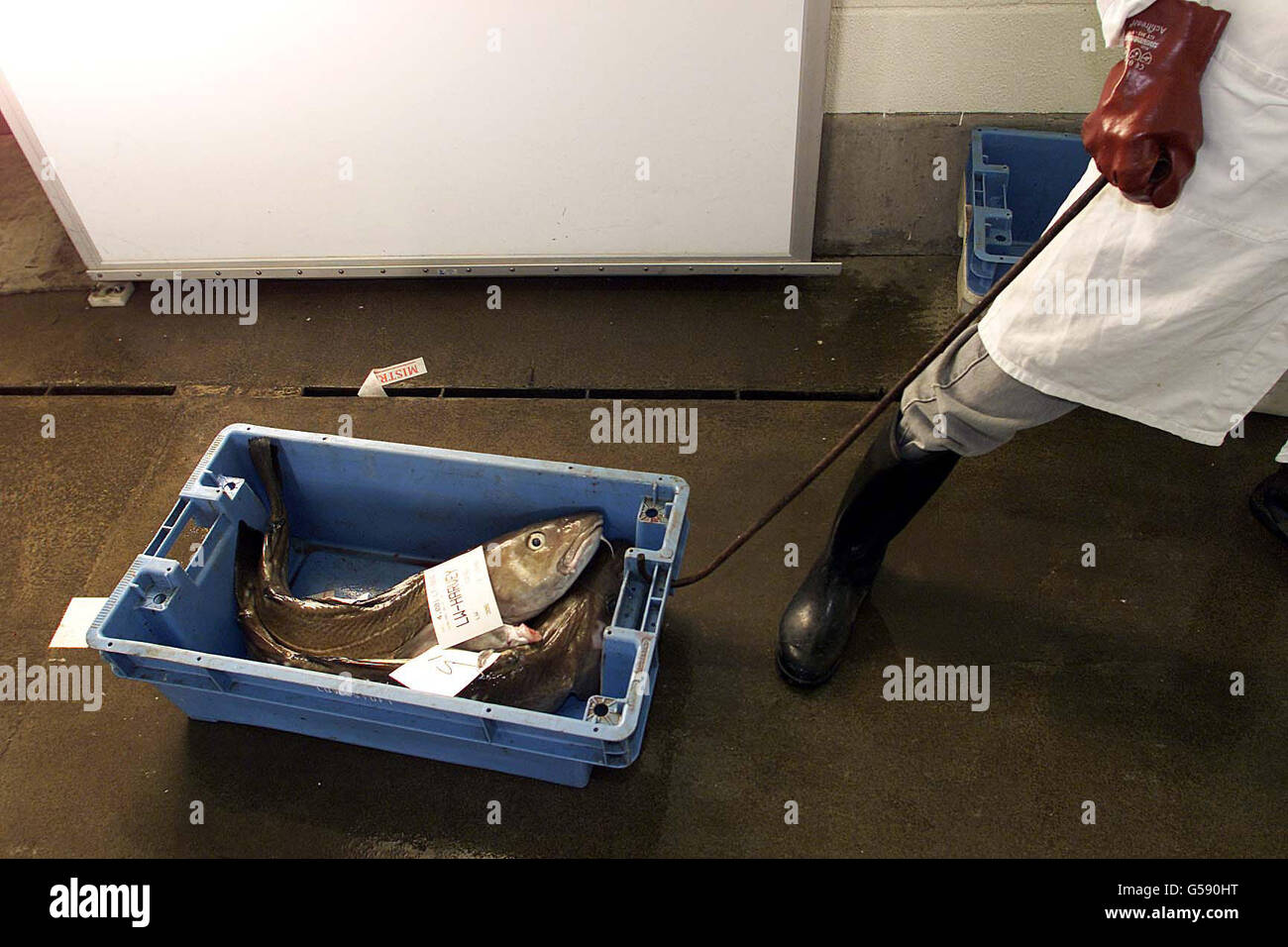 Fish merchants take away their cod after buying it during an auction at ...