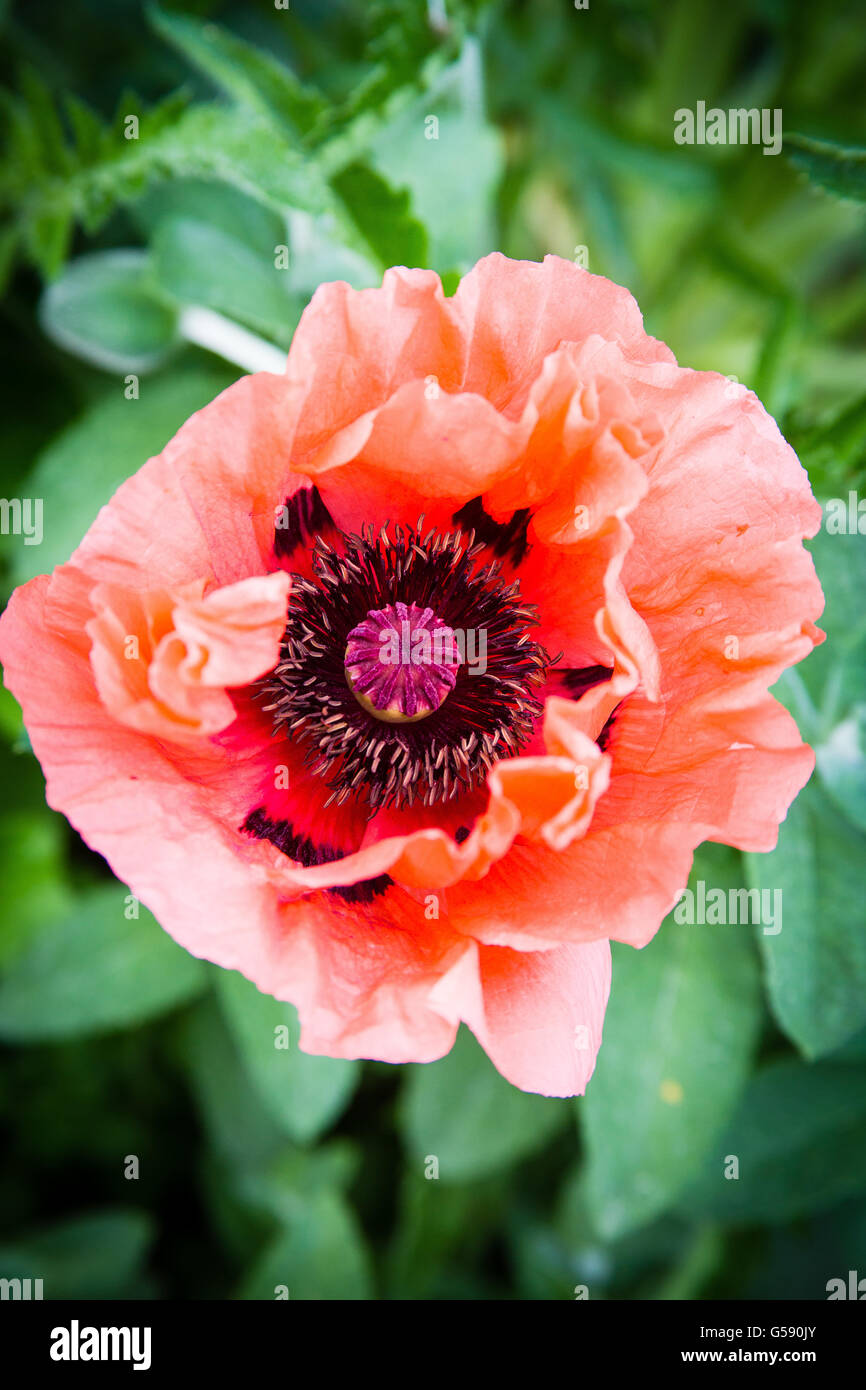 Red poppy cutout hi-res stock photography and images - Alamy