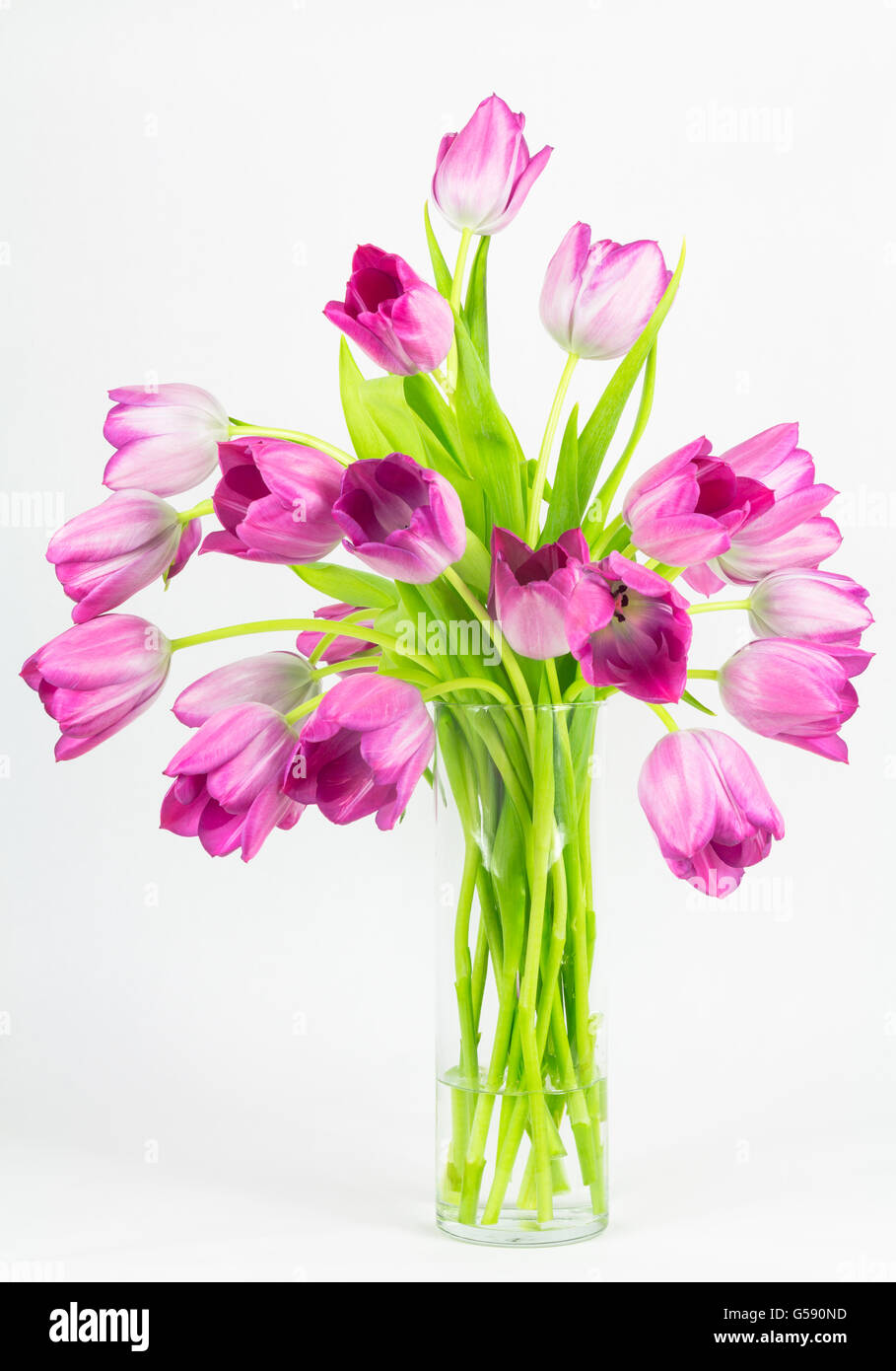 Fuchsia pink tulips in spring, arranged in a tall glass vase with a ...