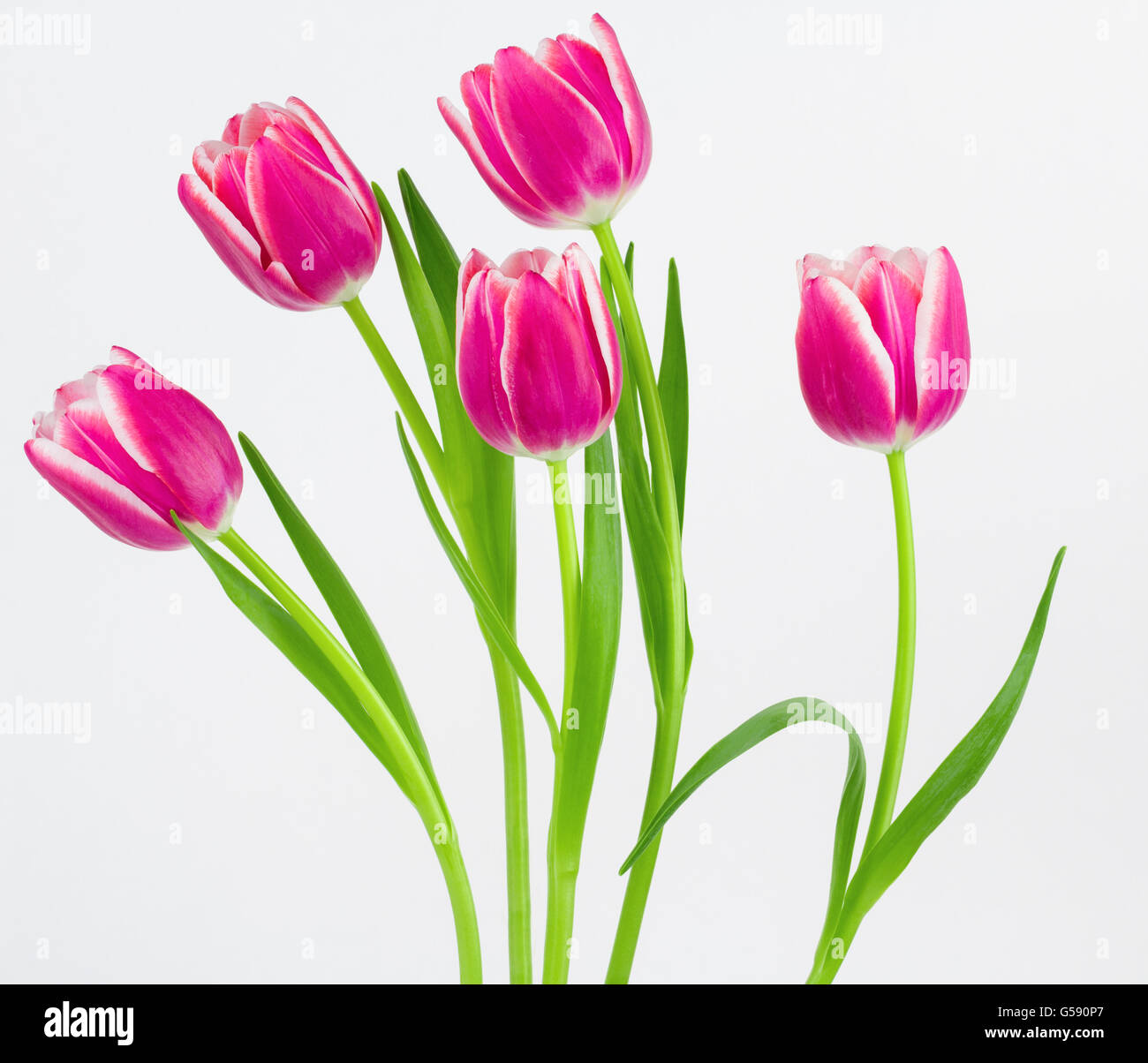 Close up of five fuchsia pink and white fresh cut tulips Stock Photo ...