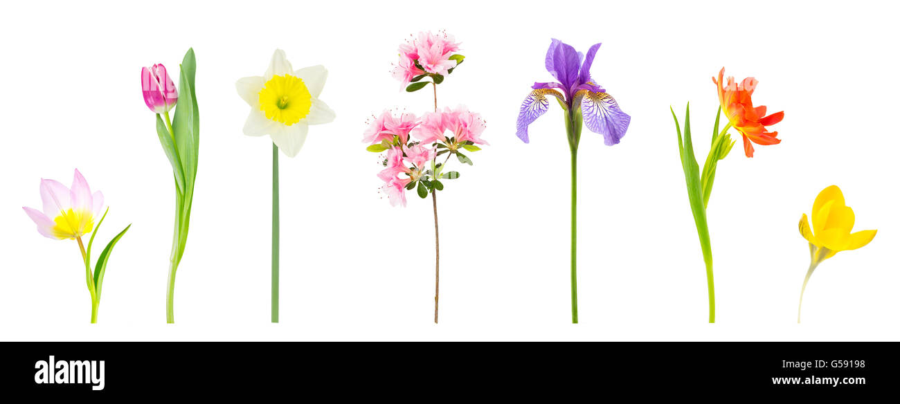 Series of spring flowers isolated on white background Stock Photo - Alamy
