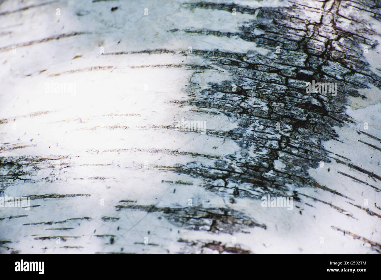 White birch bark texture Stock Photo - Alamy