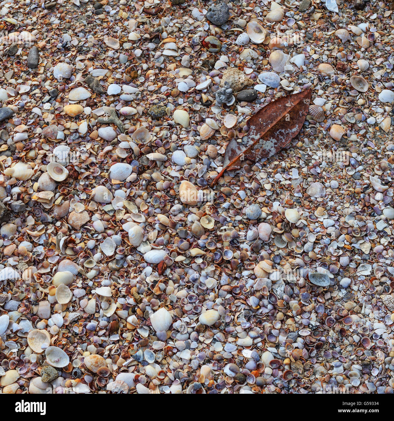 Sea shells on Krabi beach, Thailand Stock Photo - Alamy