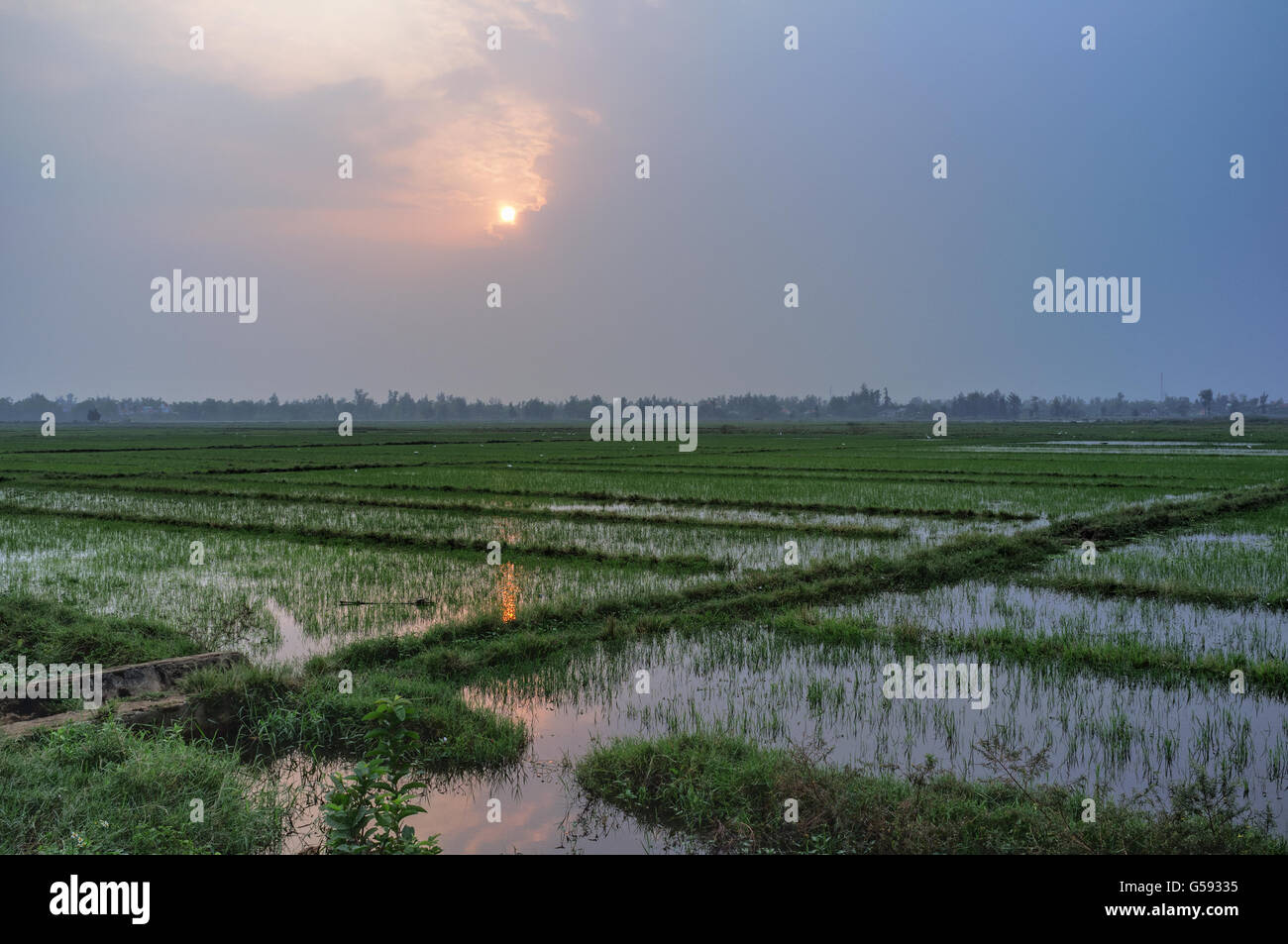 Vietnam rice paddies hi-res stock photography and images - Alamy