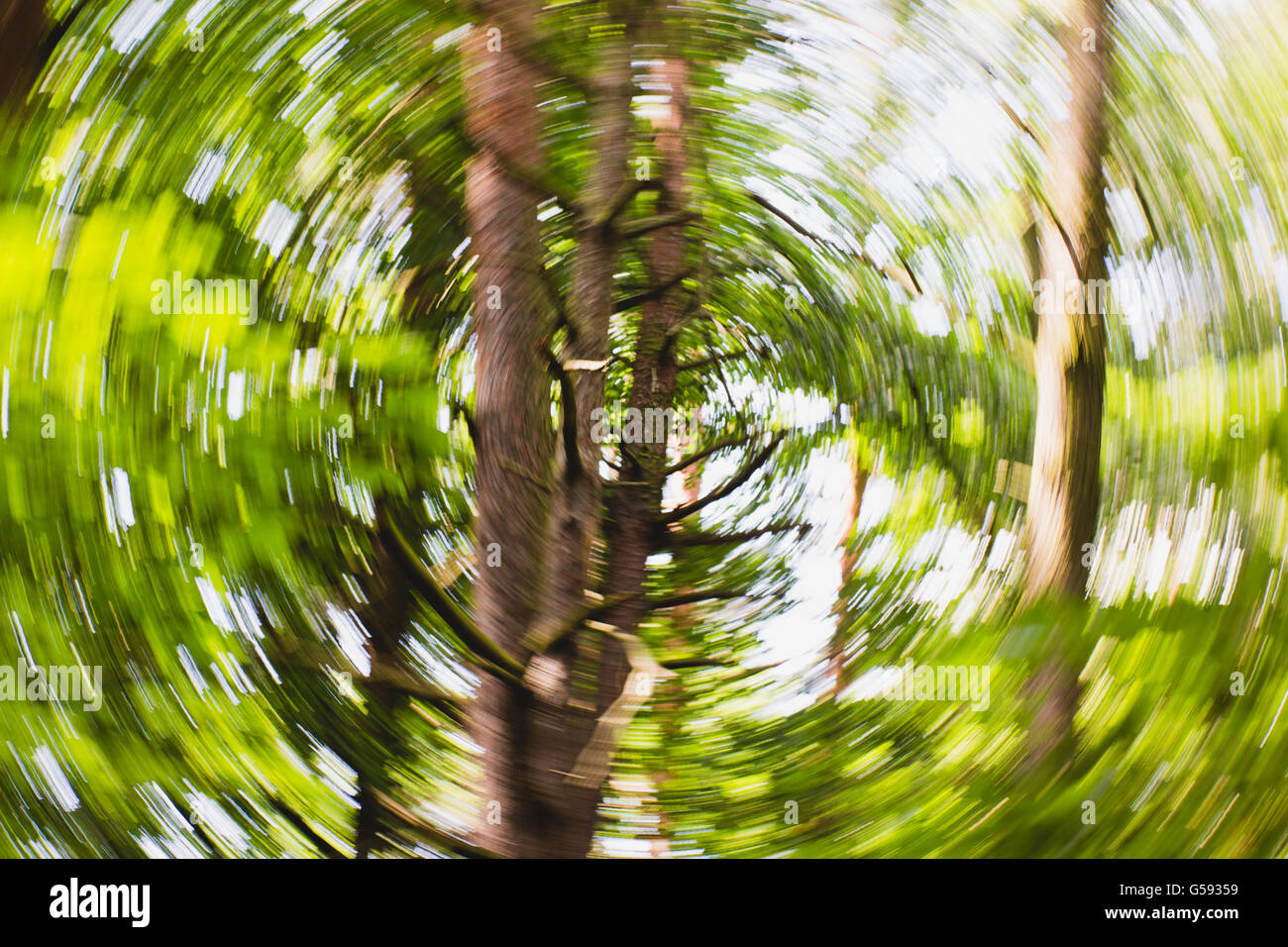 Defocused forest circle Hypnotic blurry effect Stock Photo - Alamy
