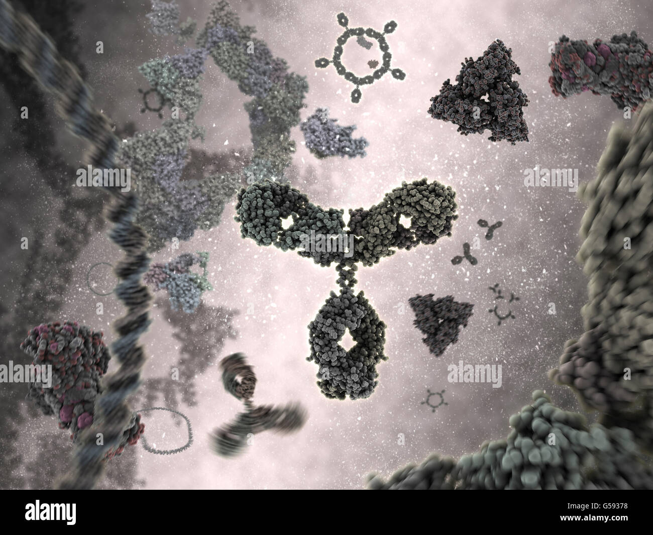 Antibody a.k.a. Immunoglobulin G (IgG) is a Y-shaped protein and part ...
