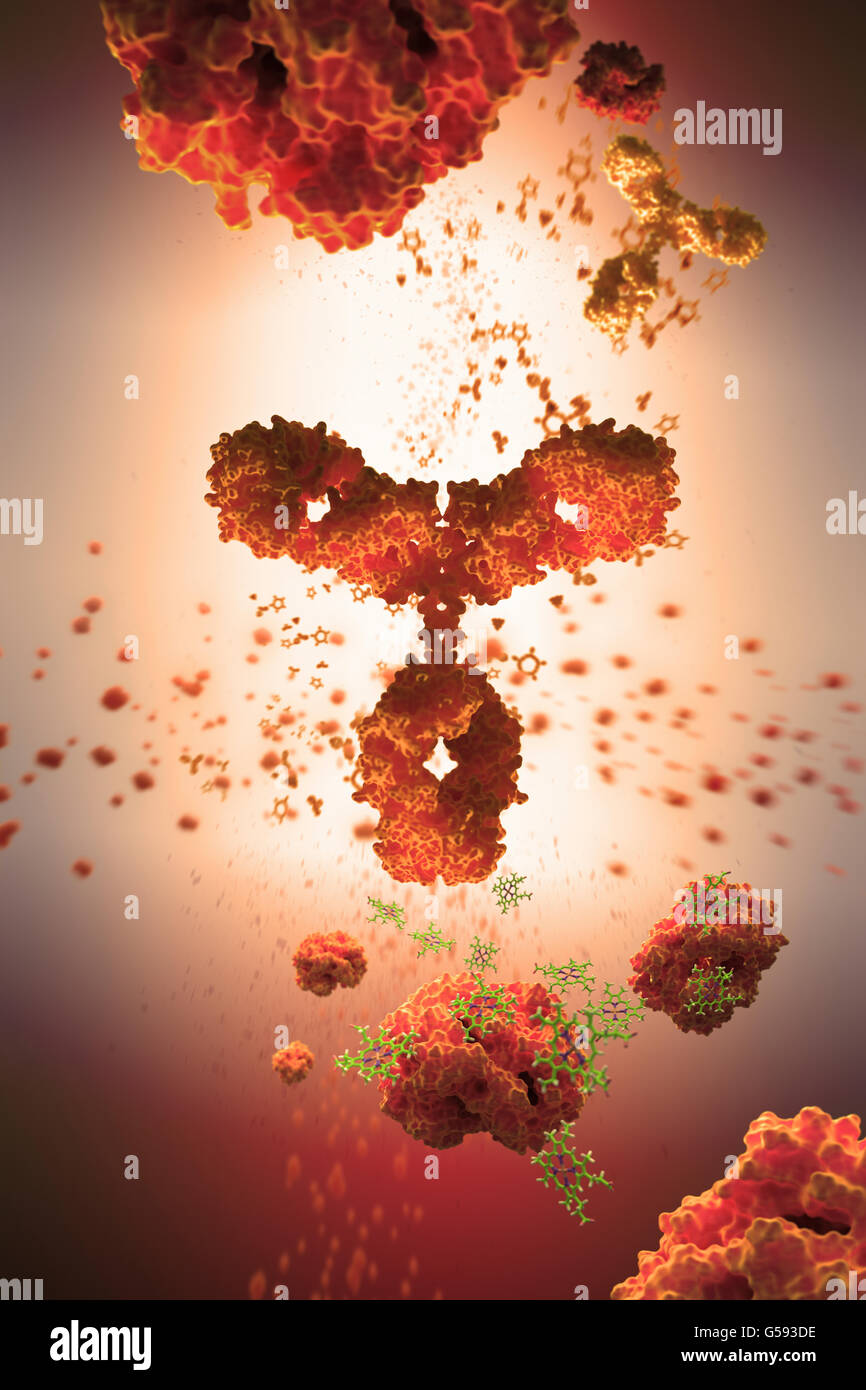 Antibody a.k.a. Immunoglobulin G (IgG) is a Y-shaped protein and part ...