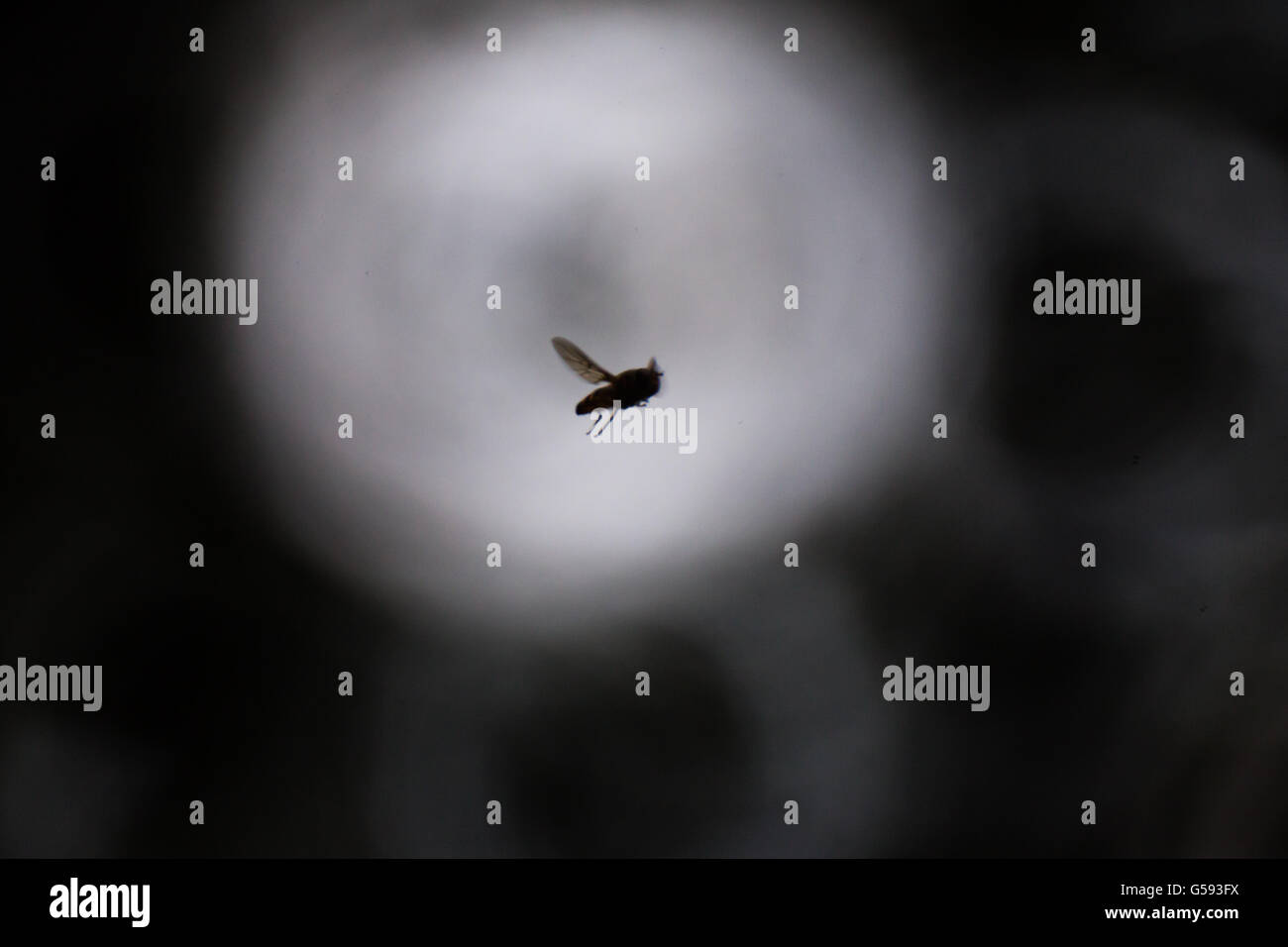 Flying insect wings flight hoverfly hi-res stock photography and images ...