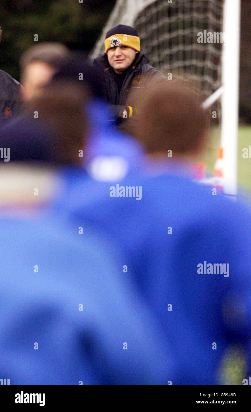 Wolves training Dave Jones Stock Photo - Alamy