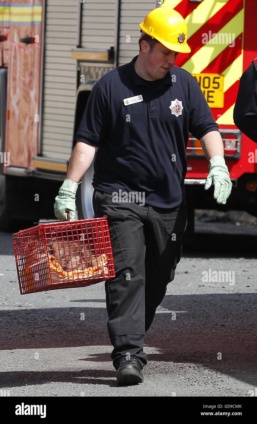 A firefighter carries a cat in a rescue cage close to the scene of a ...