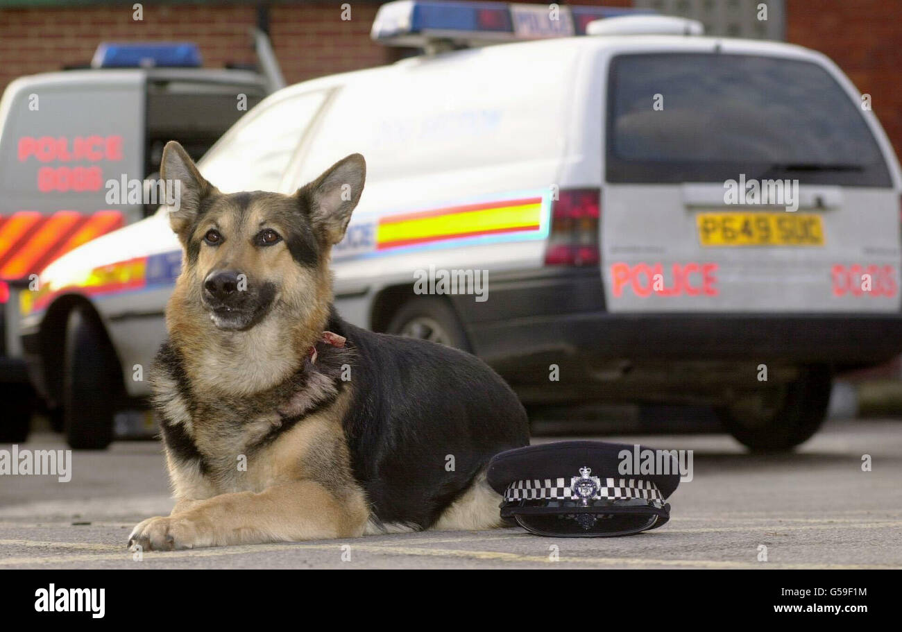 Delta Monty', a four-year-old German Shepherd police dog who was left ...