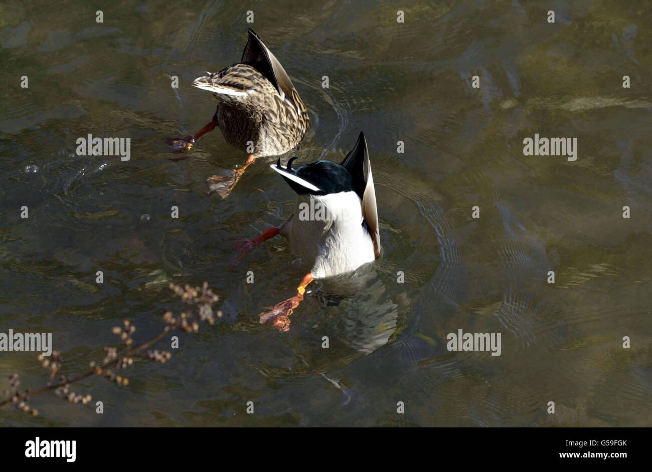 Two mallard ducks on Derbyshire's River Wye, in Bakewell, forage for ...