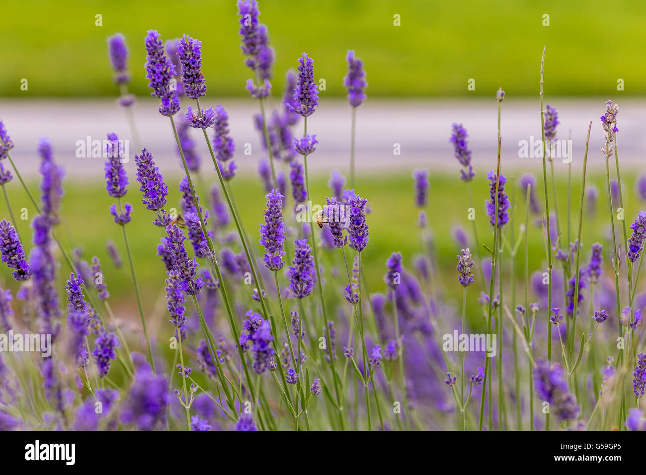 busy bees pollinate the flowers of a lavender field Stock Photo - Alamy