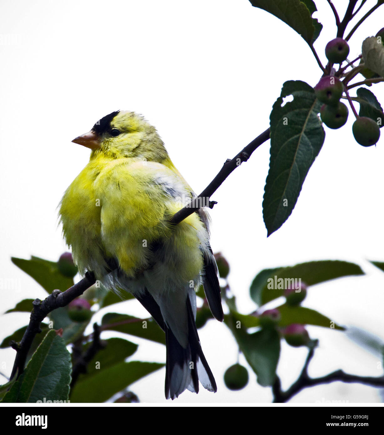 American goldfinch hi-res stock photography and images - Alamy