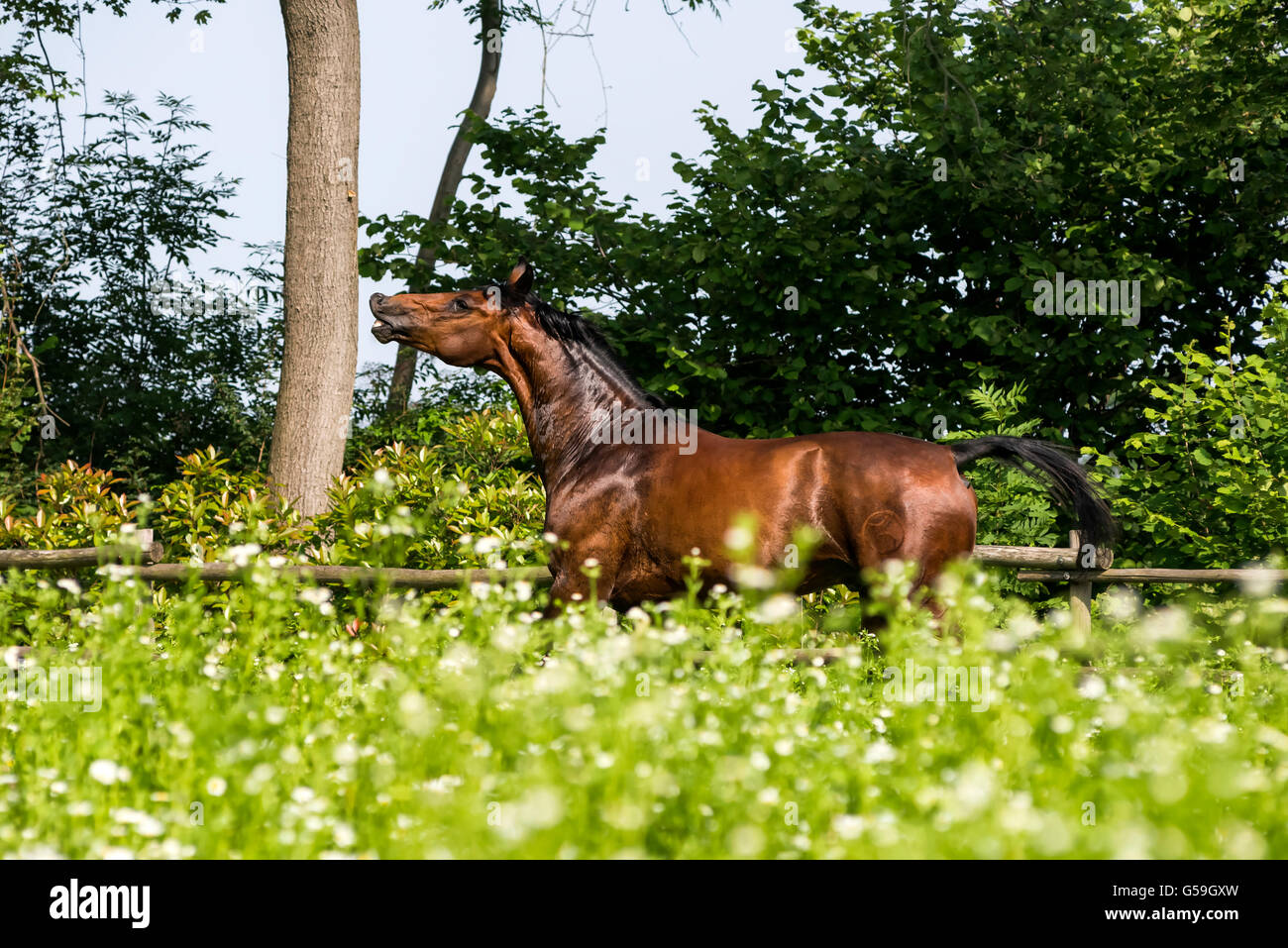 Beautiful Maremmano horse running free Stock Photo - Alamy