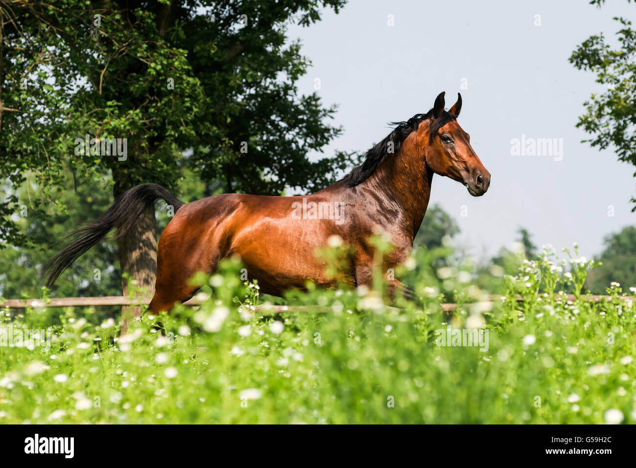 Maremmano horse hi-res stock photography and images - Alamy