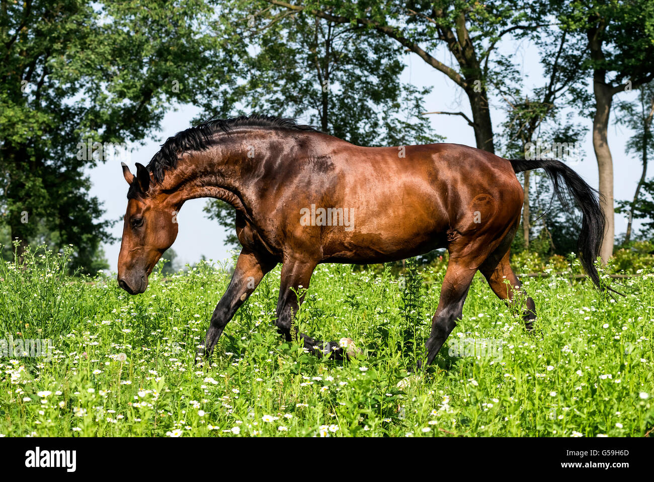 Maremmano horse hi-res stock photography and images - Alamy