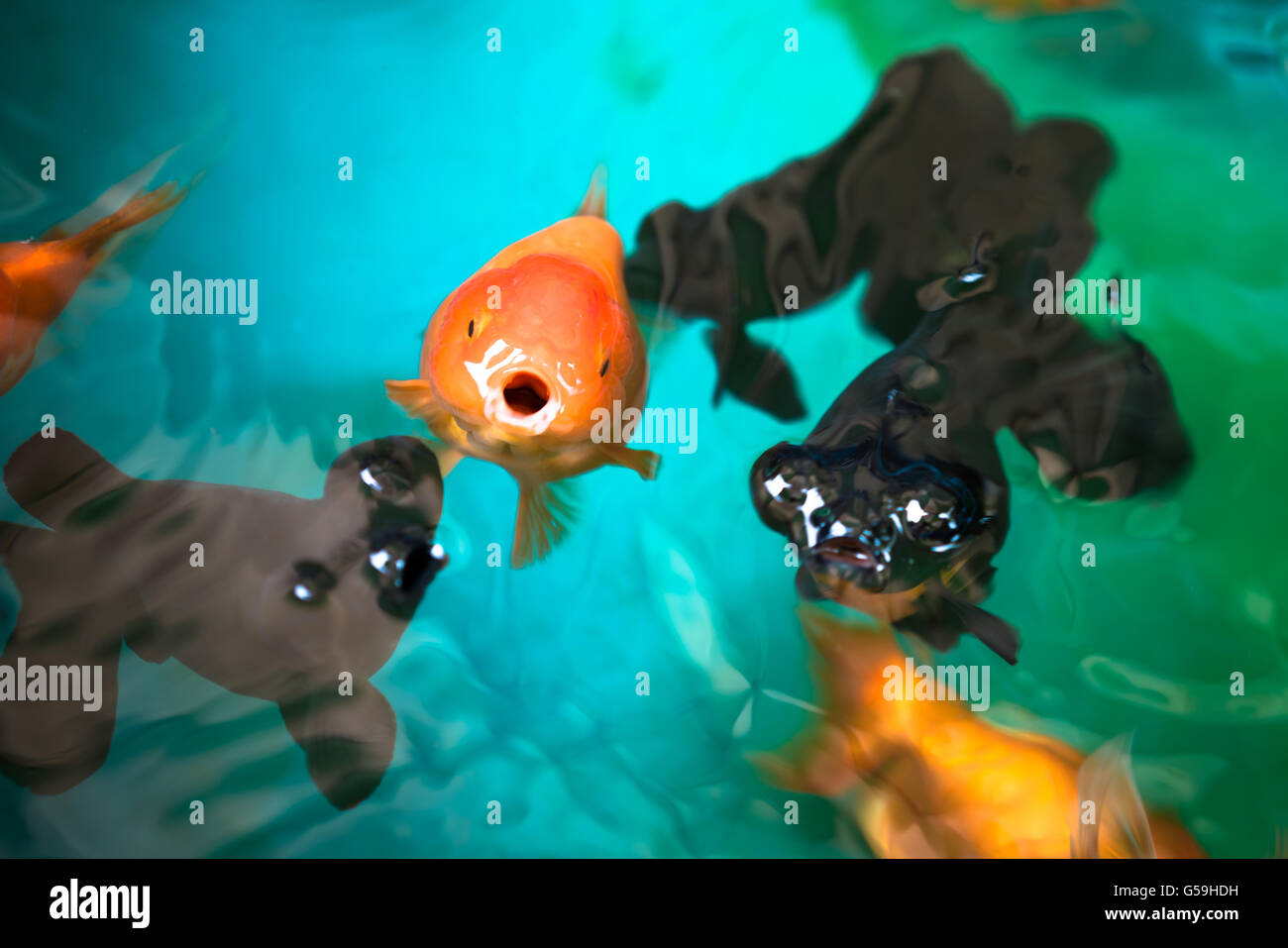 Celestial eye goldfish hi-res stock photography and images - Alamy