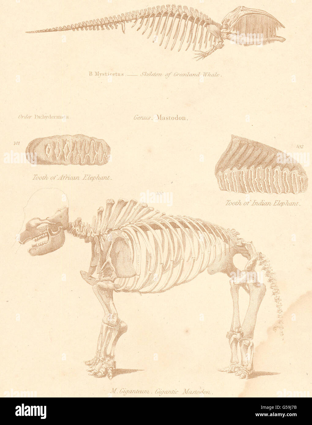 MAMMALS: Greenland Whale; Tooth African Indian Elephant; huge Mastodon ...