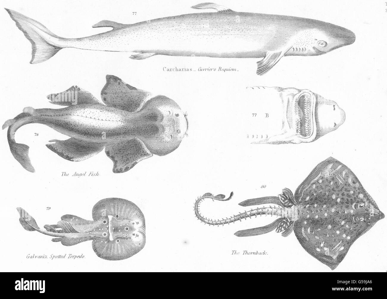 FISH:Carcharias-Cuvrier's Requiem;Angel;Galvani's Spotted Torpedo ...