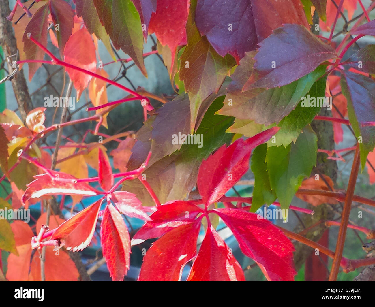 creeper with red leaves in autumn Stock Photo - Alamy
