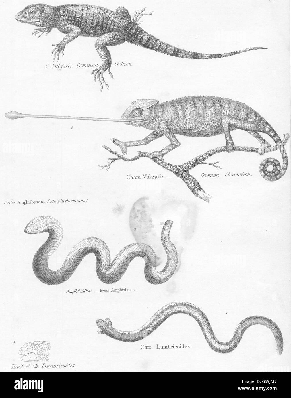 Art & Collectibles Prints Zonurus Chirotes Scink Mabouya 1856 Large ...