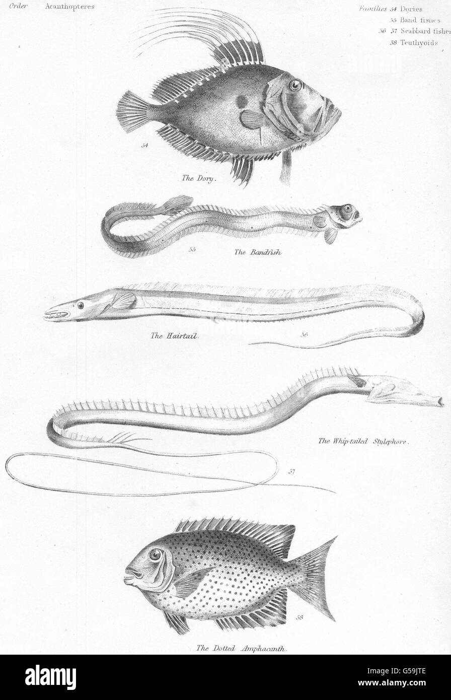 Whip tailed hi-res stock photography and images - Alamy