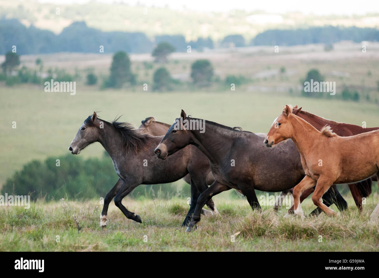 Criollo hi-res stock photography and images - Alamy