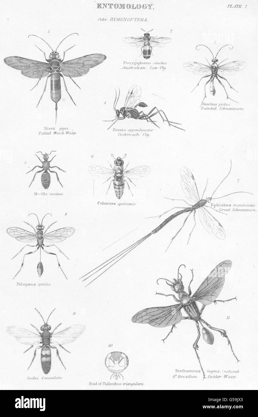 Australian insects Black and White Stock Photos & Images - Alamy
