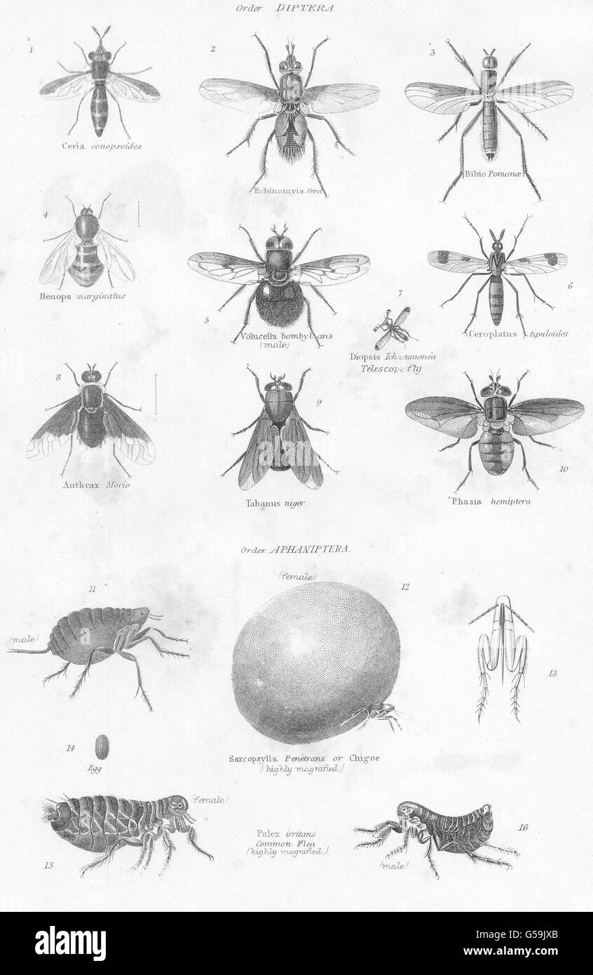 ENTOMOLOGY:Diptera;Ceria;Bibio;Henops;Volucella;Telescope fly;Anthrax ...