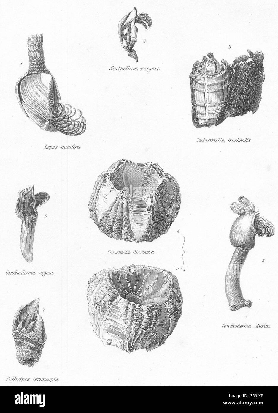 CIRRIPEDES: Scalpellum Vulgare; Tubicinella trachealis; Conchoderma ...
