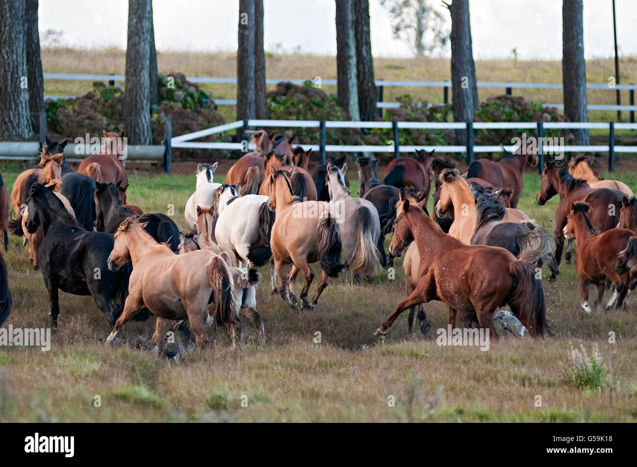 Criollo hi-res stock photography and images - Alamy
