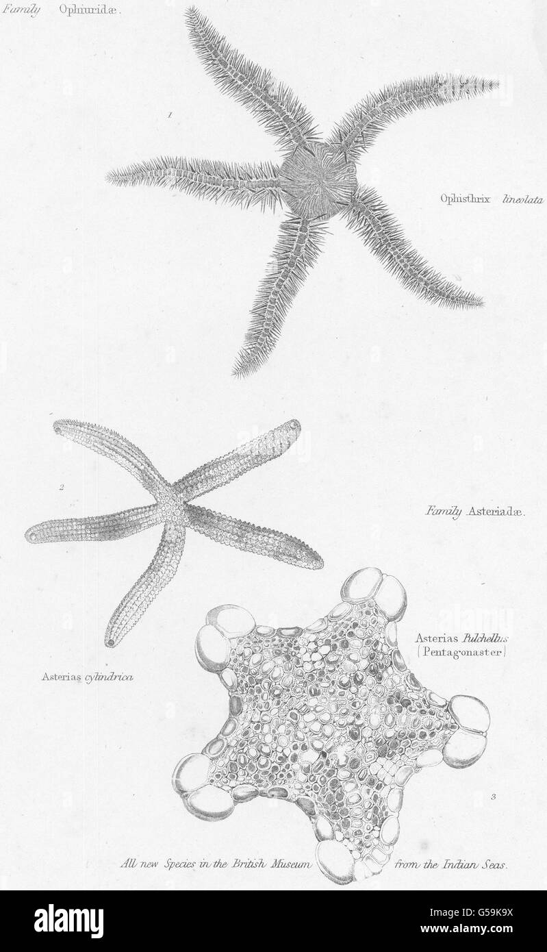 ECHINODERMATA OPHIURIDAE: Ophiothrix lineolata; Asterias cylindrica ...