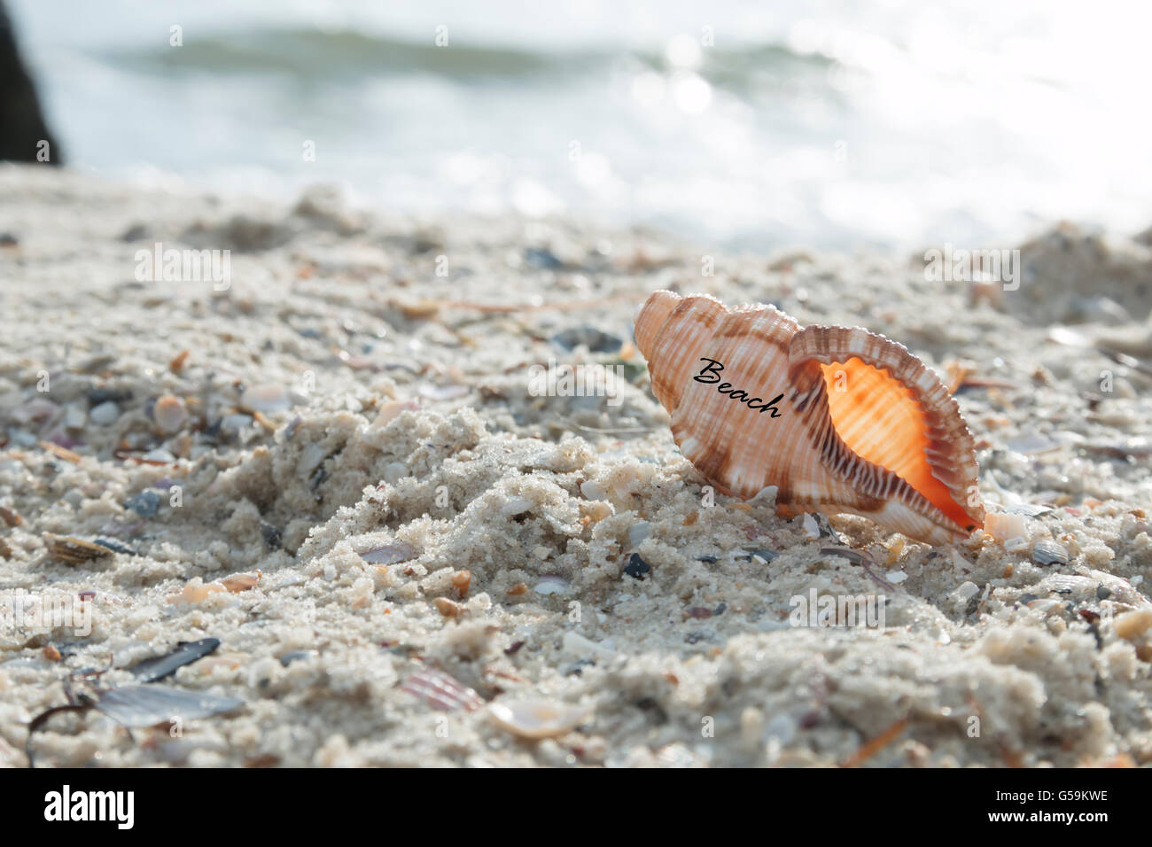 Shell on the beach and text Stock Photo - Alamy