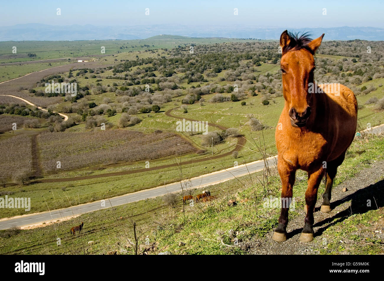 Wild horse in the Golan Heights, Israel Stock Photo - Alamy