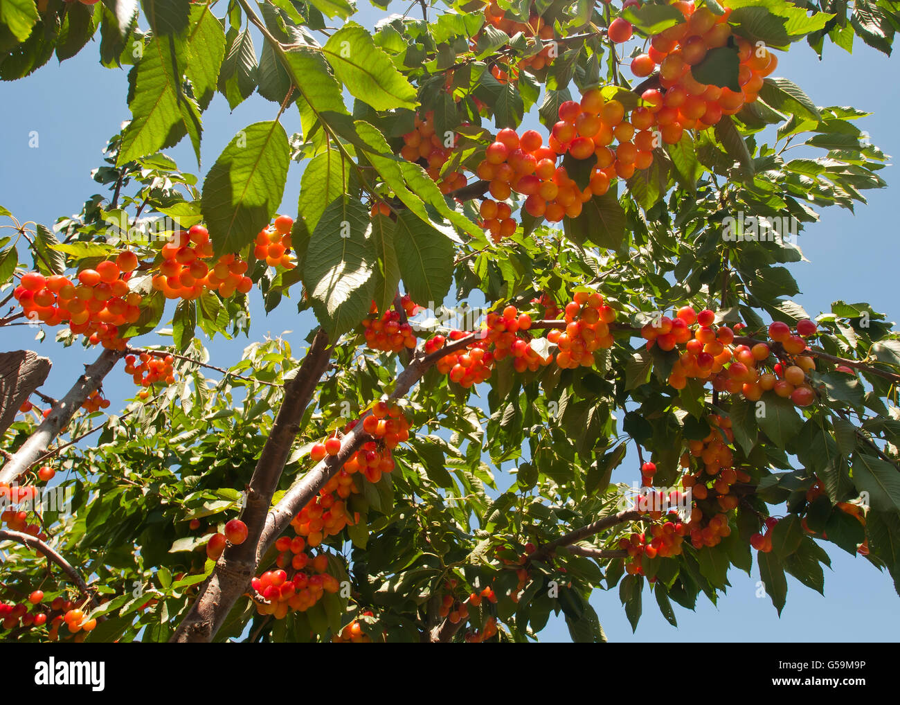 Cherries tree hi-res stock photography and images - Alamy