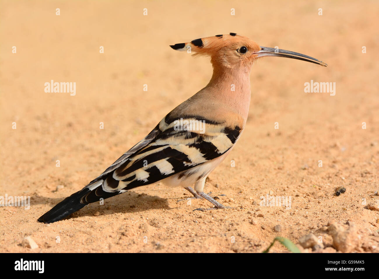 beautiful Hoopoe in close up Stock Photo - Alamy