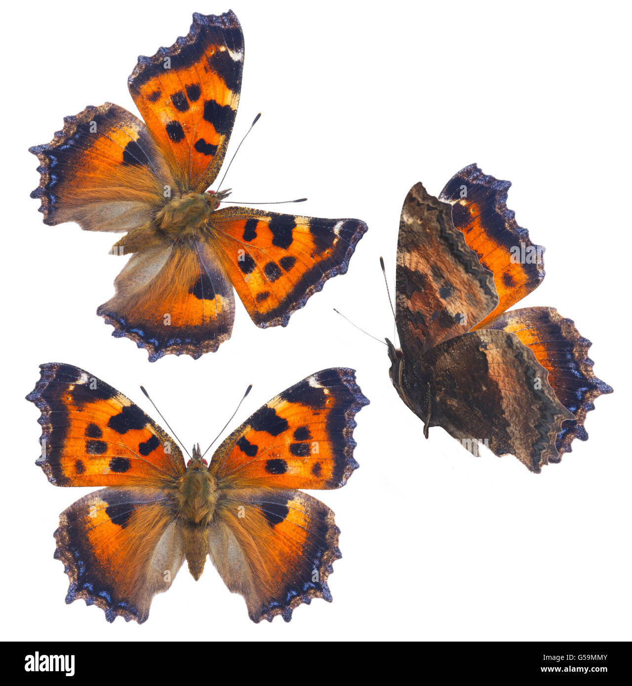 Small bright orange butterfly Cut Out Stock Images & Pictures - Alamy