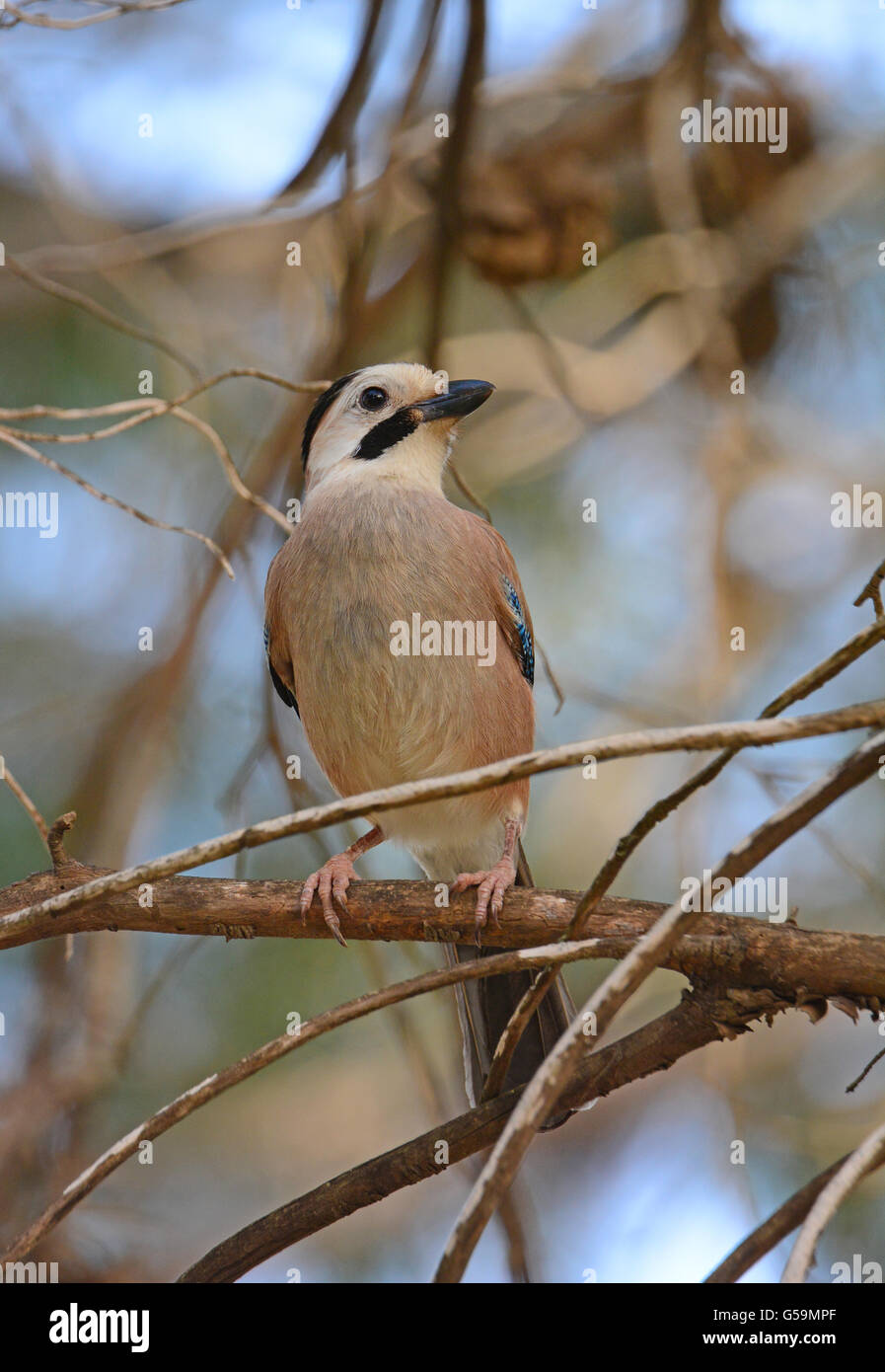 Eurasian jay (Garrulus glandarius Stock Photo - Alamy