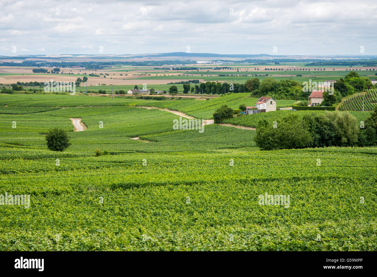 Vineyard landscape in France Stock Photo - Alamy