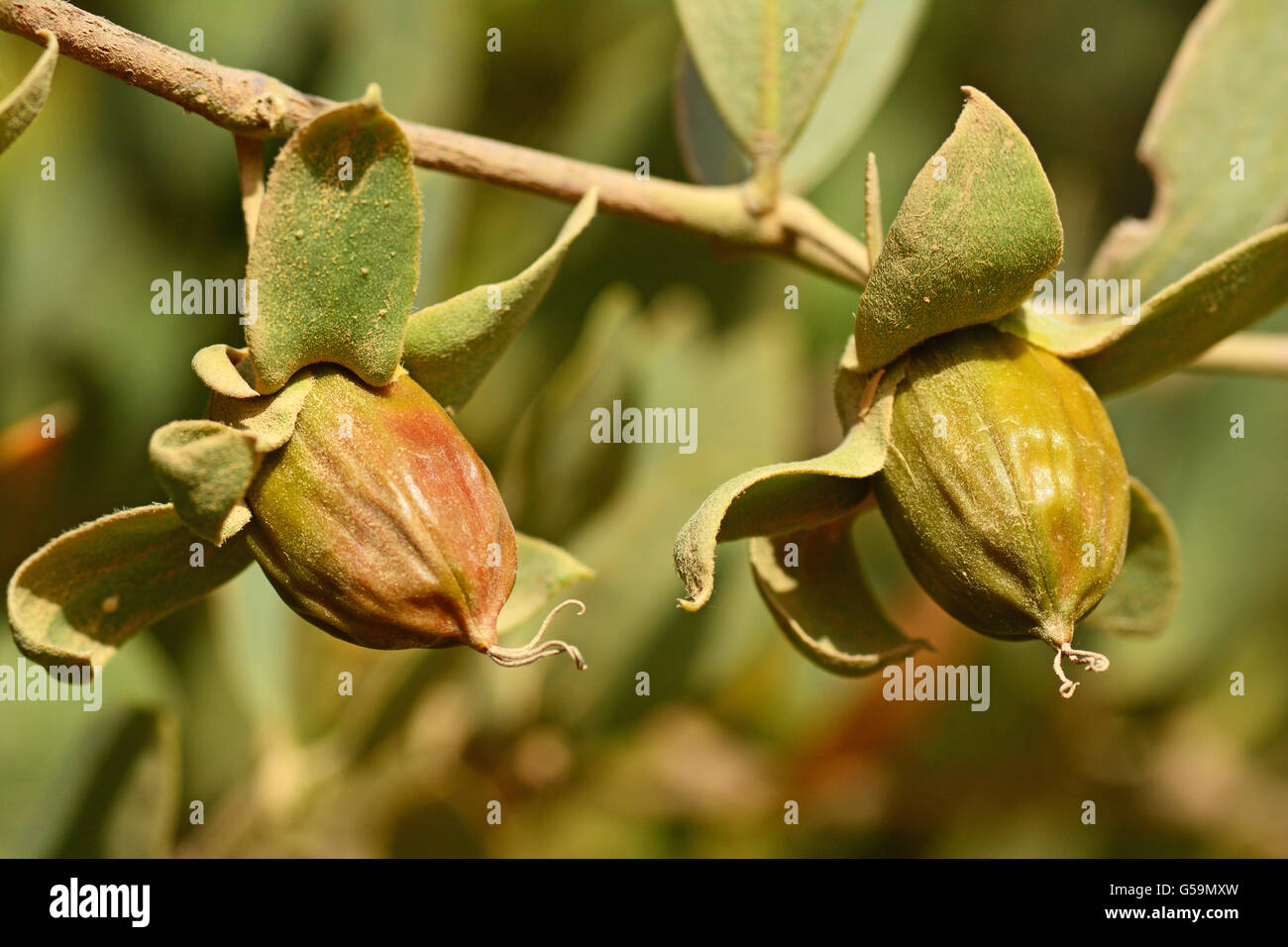 Benefit tree hi-res stock photography and images - Alamy