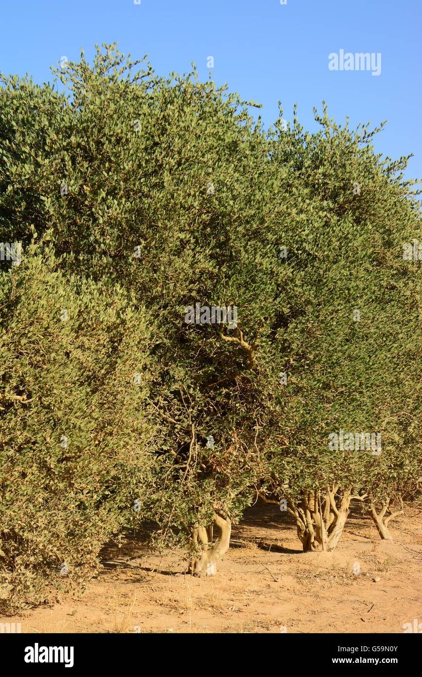 Jojoba trees in a plantation Stock Photo - Alamy