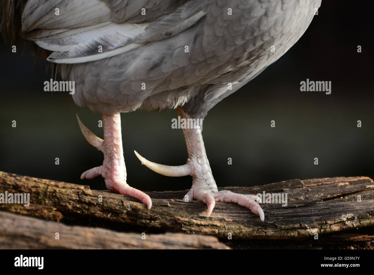 Rooster foot hi-res stock photography and images - Alamy