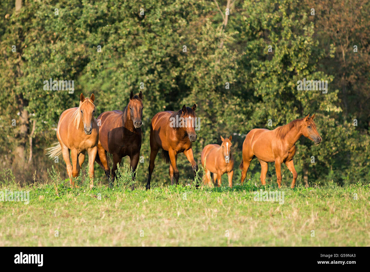Breeding mares hi-res stock photography and images - Alamy