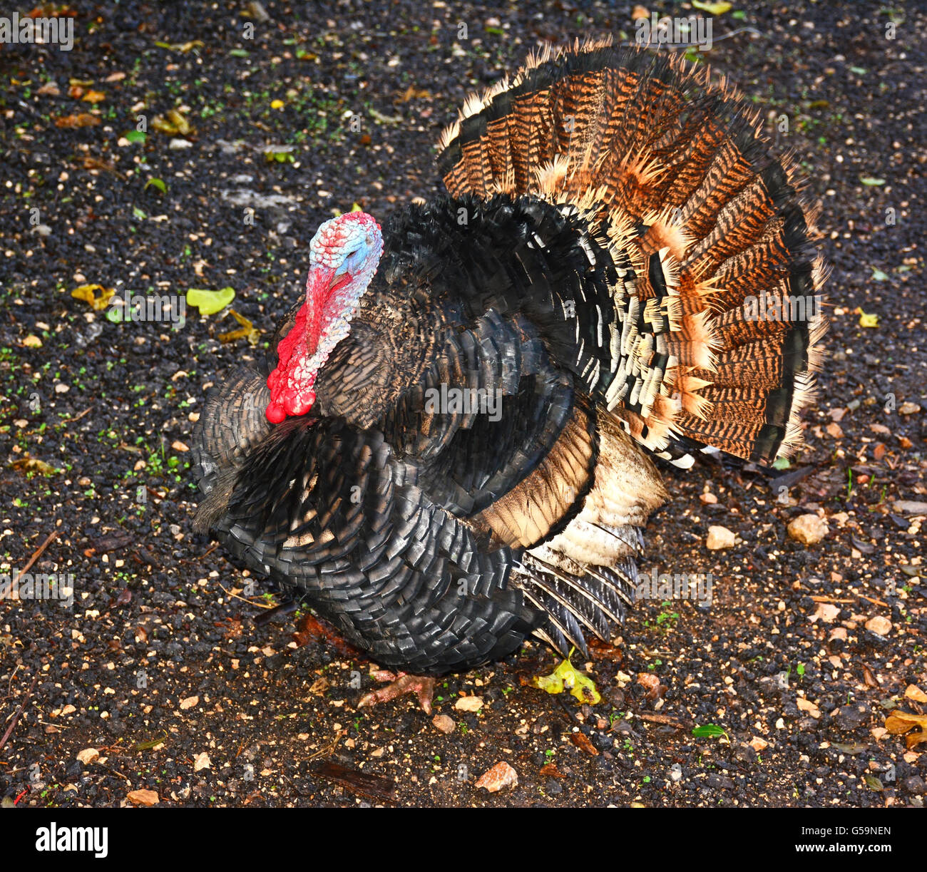 Male turkey in mating display Stock Photo - Alamy