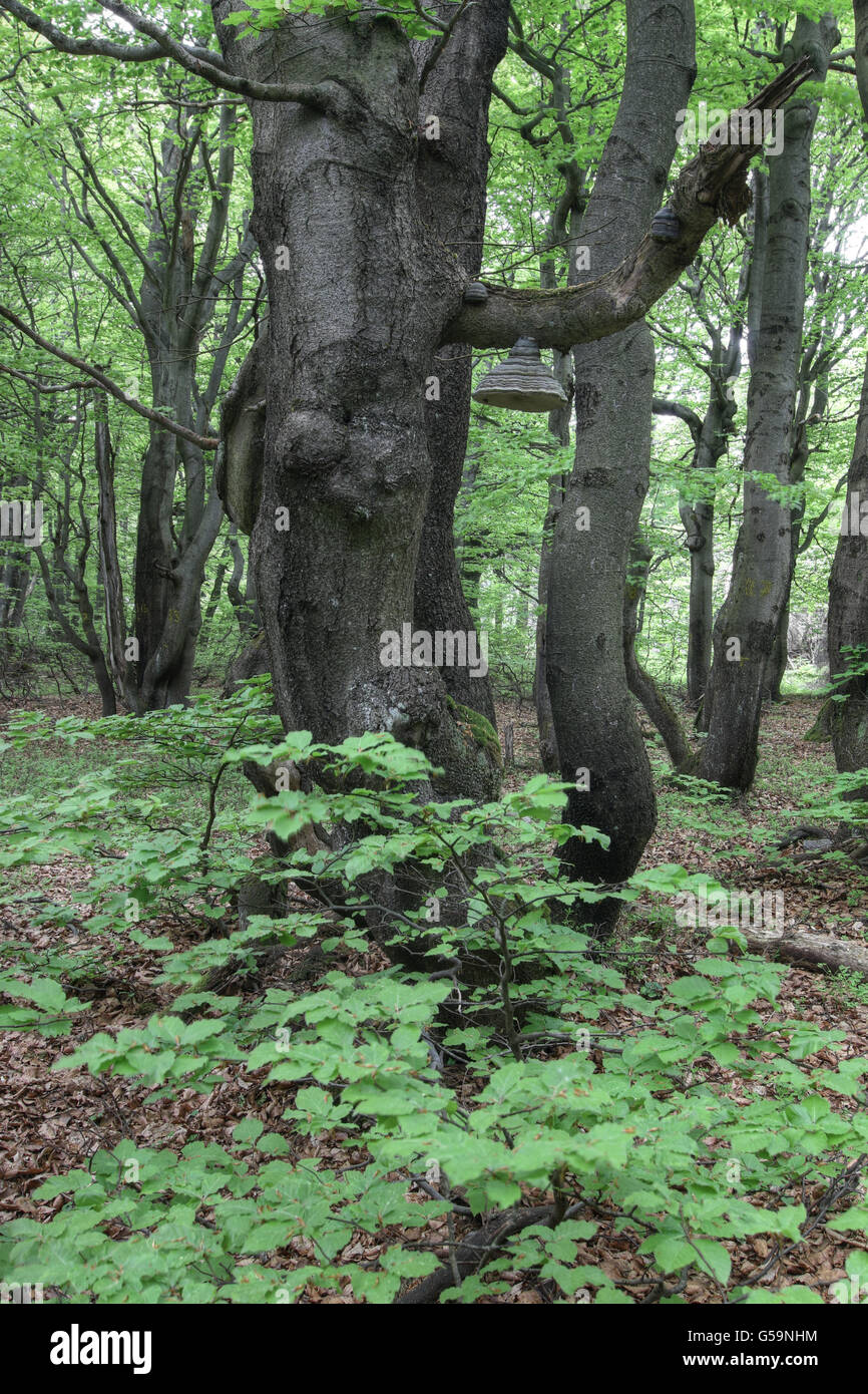 Beech forest - twisted trunks of beech trees and bizarre polypore on ...
