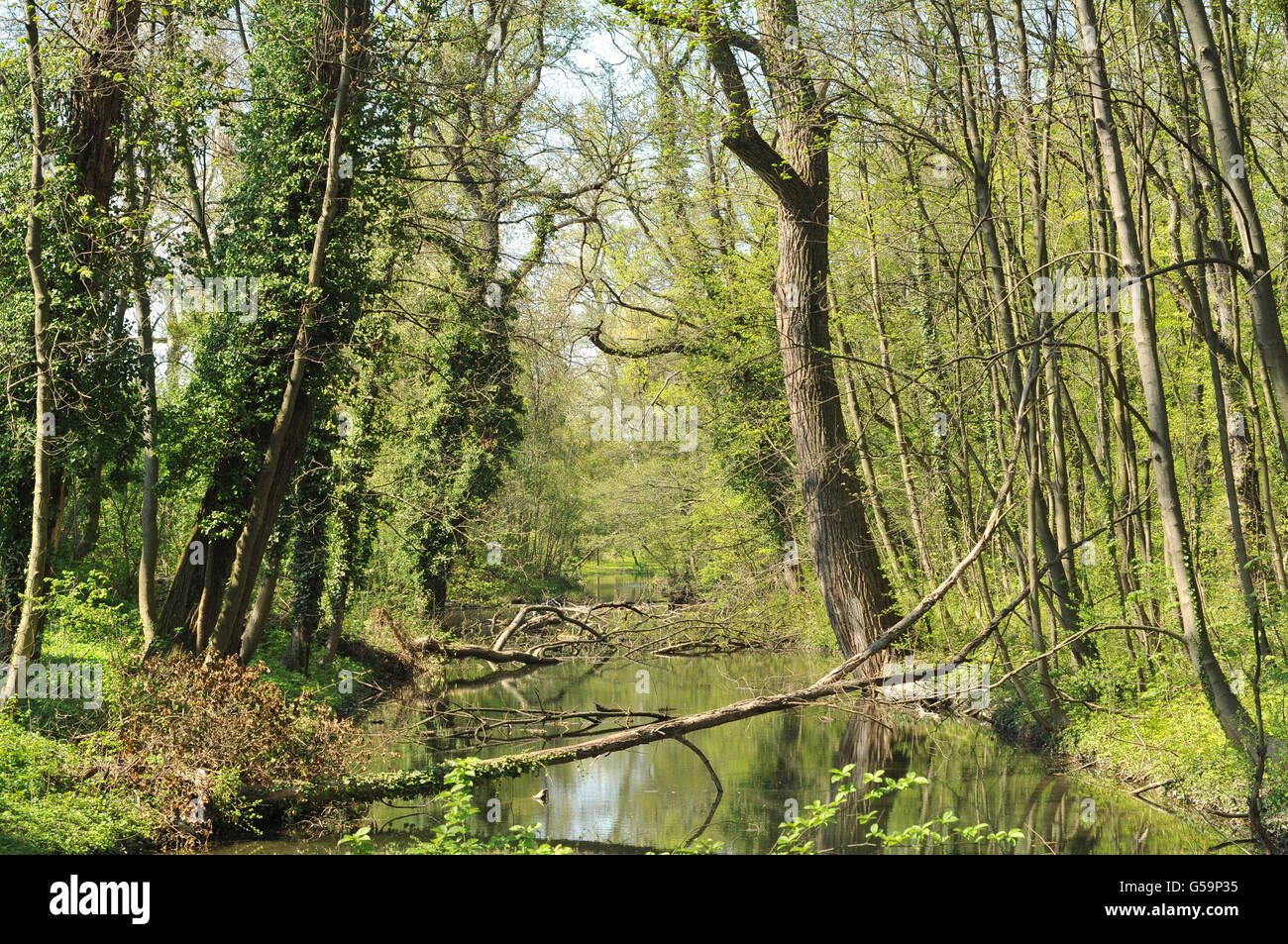 Vegetation along artificial water channel Stock Photo - Alamy Vegetation along artificial water channel Stock Photo - Alamy