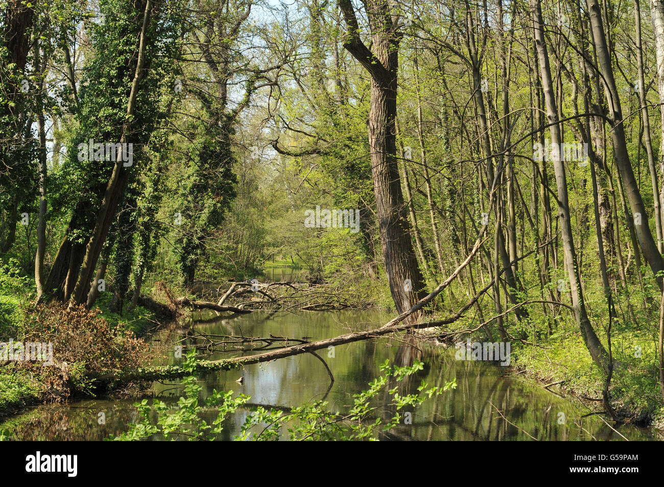 Vegetation along artificial water channel Stock Photo - Alamy