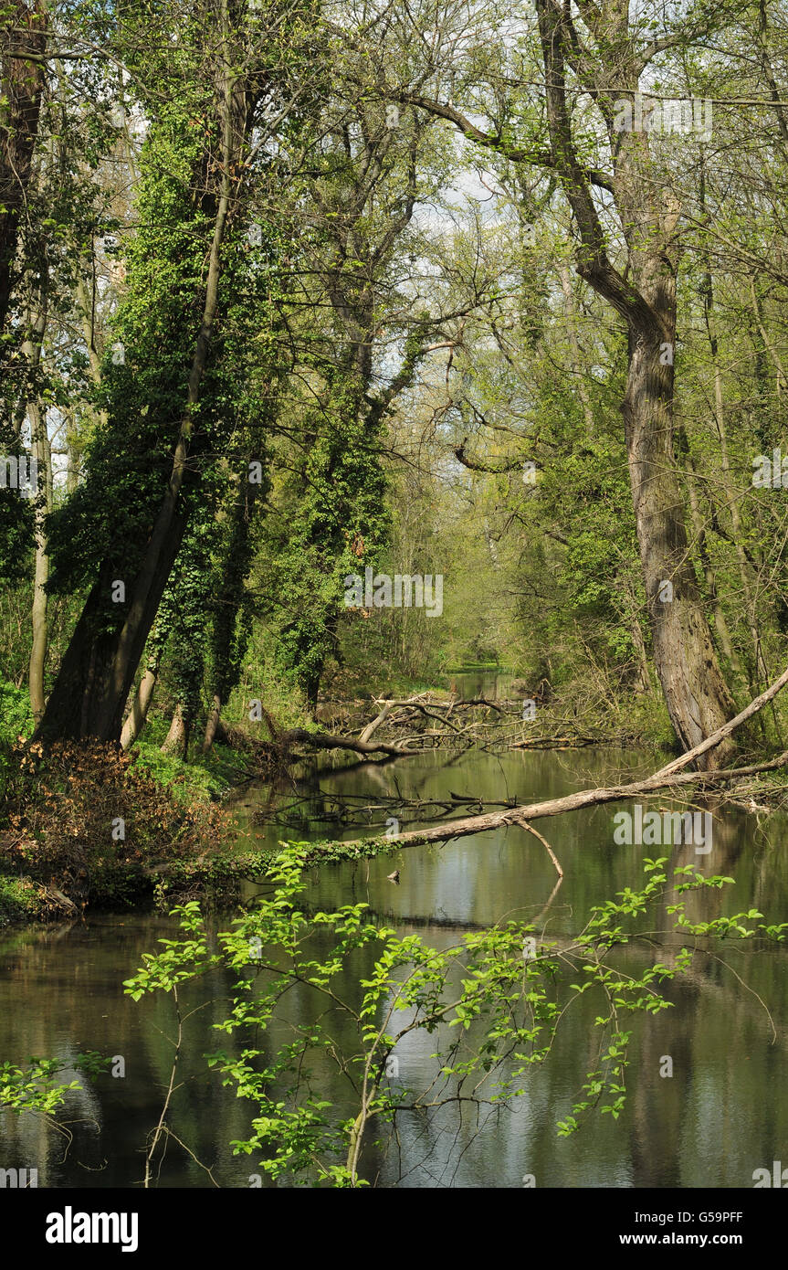 Vegetation around artificial water channel Stock Photo - Alamy Vegetation around artificial water channel Stock Photo - Alamy