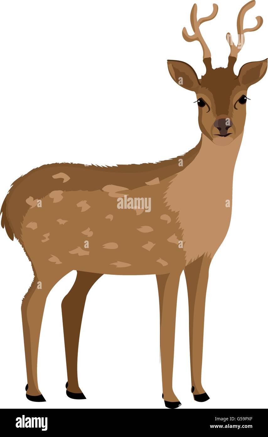 brown deer front view,vector graphic Stock Vector Image & Art - Alamy